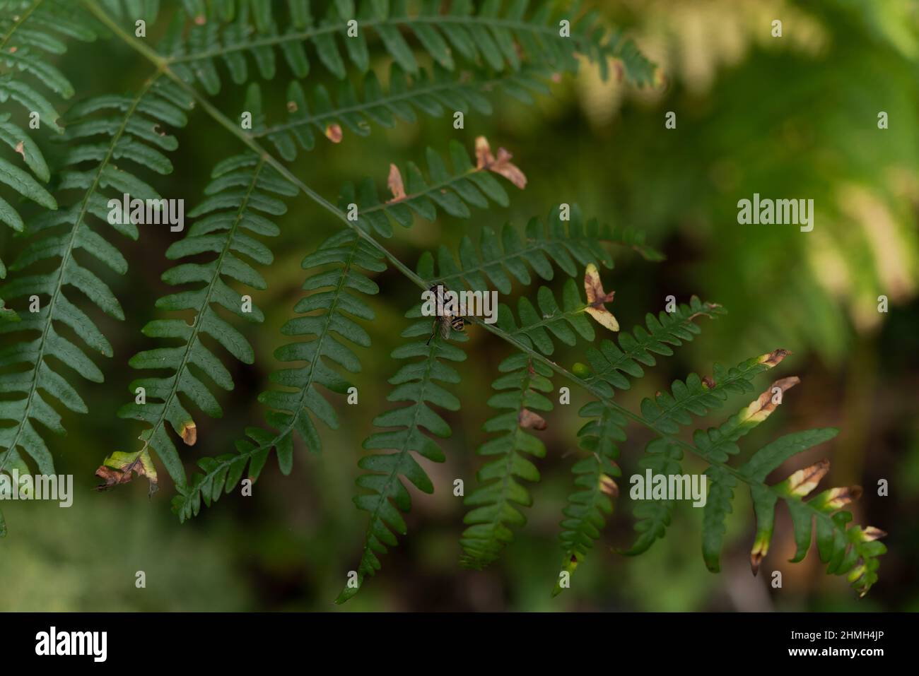 Green fern with fly, shallow depth of field, beautiful soft bokeh Stock ...