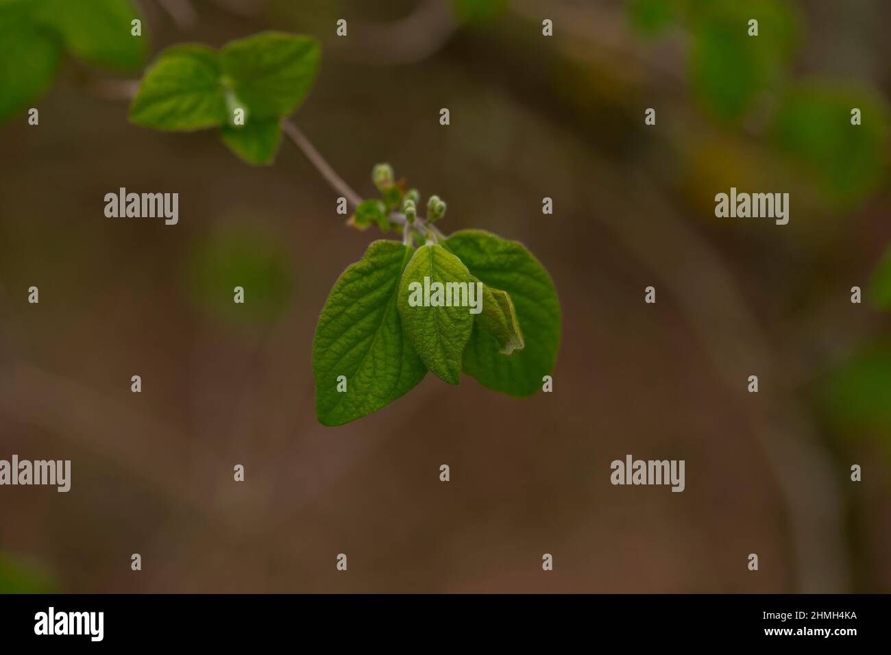 Young deciduous tree in spring with new green leaves, shallow depth of ...