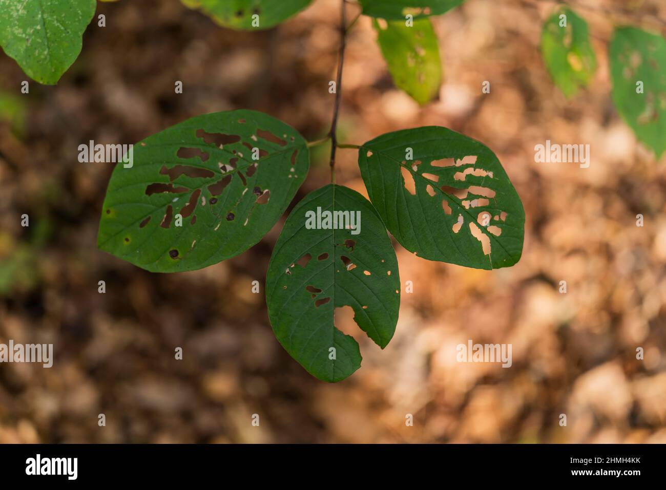 Green broken leaves on a young tree hi-res stock photography and images ...