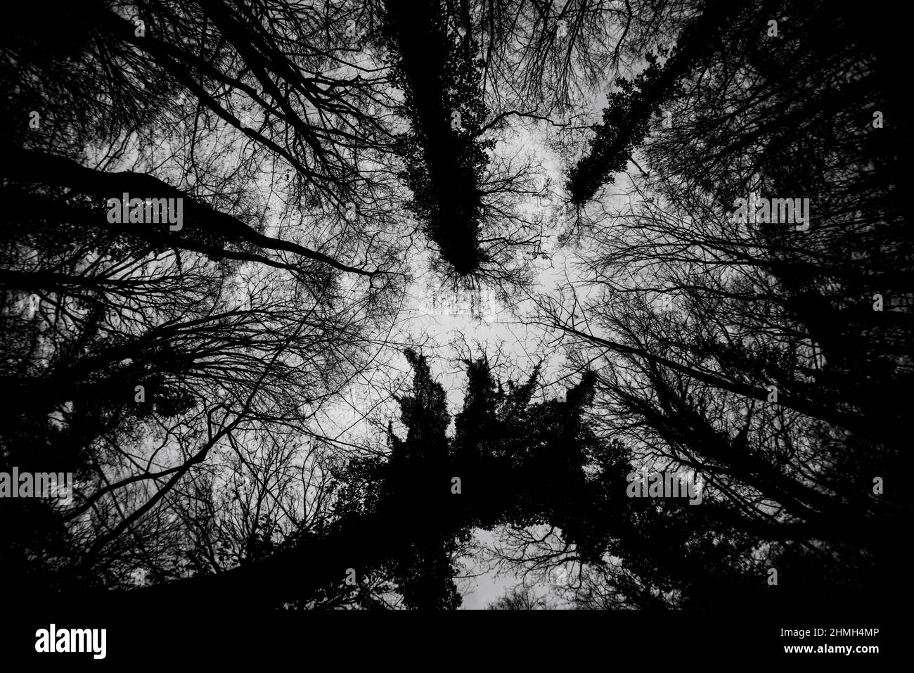 Treetops without leaves in winter in the forest, black and white Stock ...