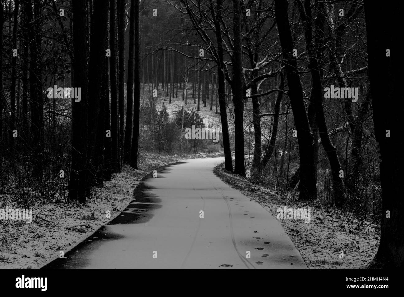 Small narrow bike path in a young forest in winter with a little snow ...