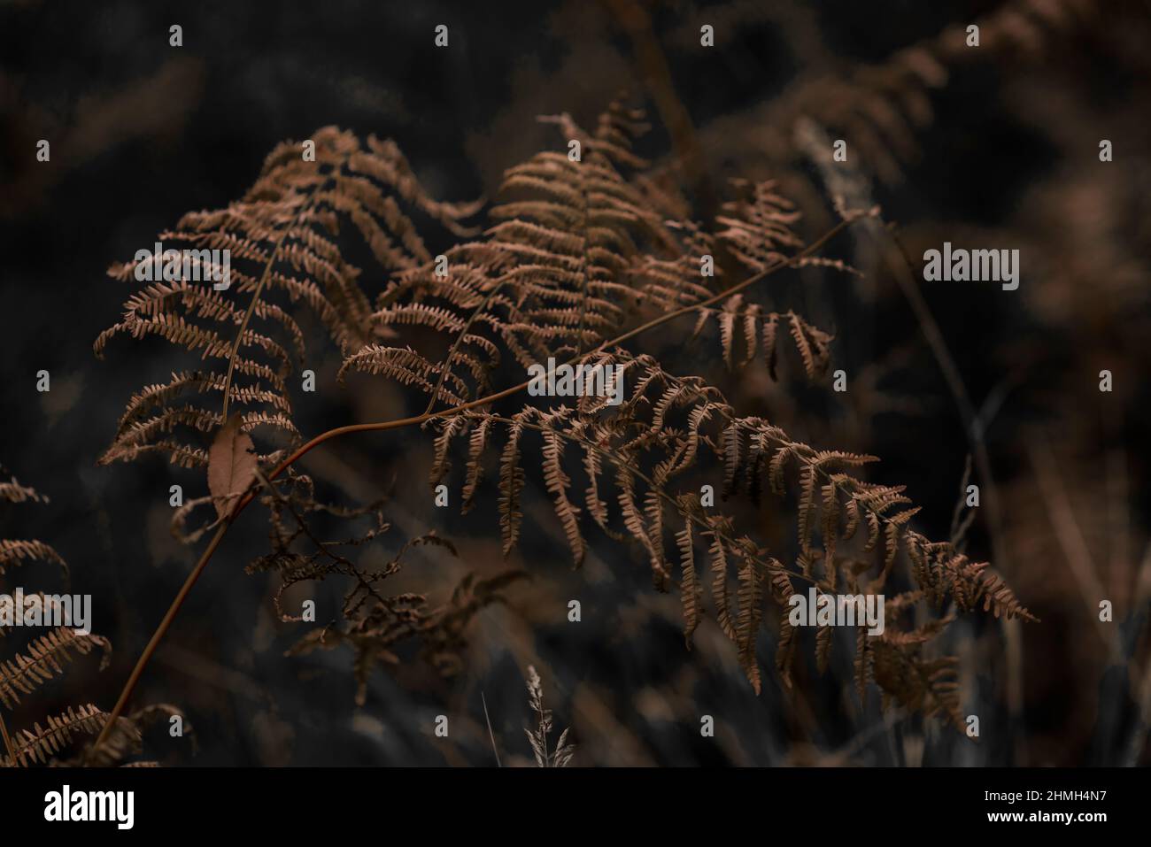 Dead fern plant in the forest, shallow depth of field, beautiful soft ...