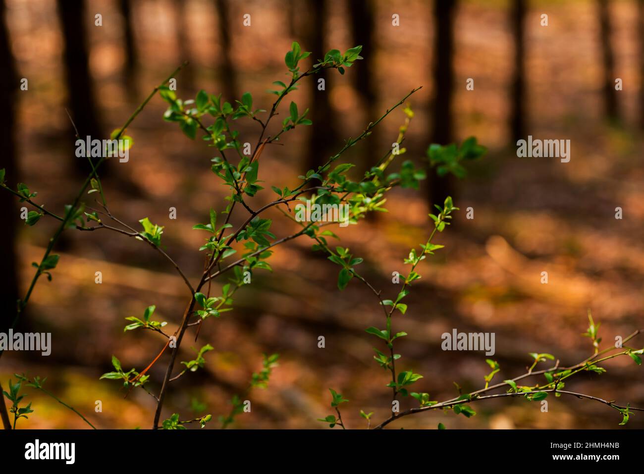Young tree in the forest in spring with new green leaves Stock Photo ...