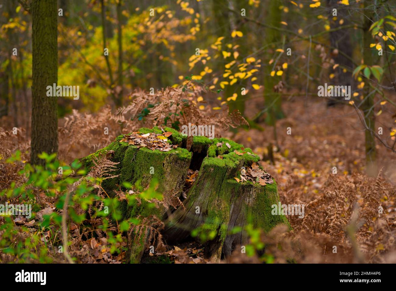 Tree stump with dead fern plants in the forest hi-res stock photography ...
