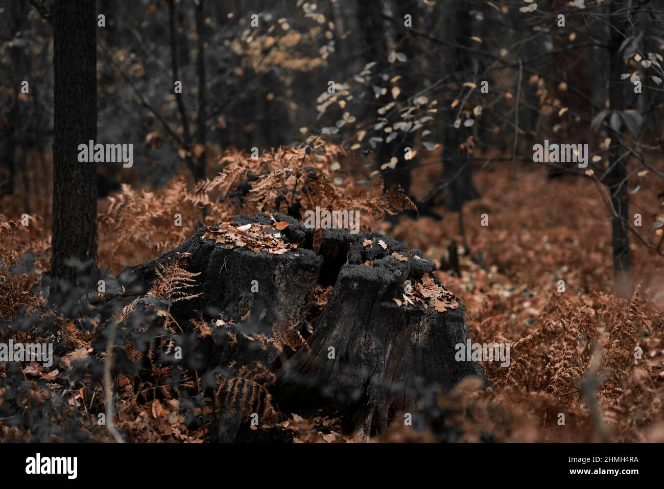 Tree stump with dead fern plants in the forest, very shallow depth of ...