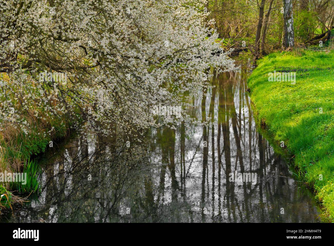 Flowering plum tree hi-res stock photography and images - Alamy