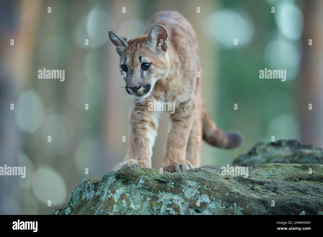 Cougar, Mountain Lion, Puma, Puma concolor Stock Photo - Alamy