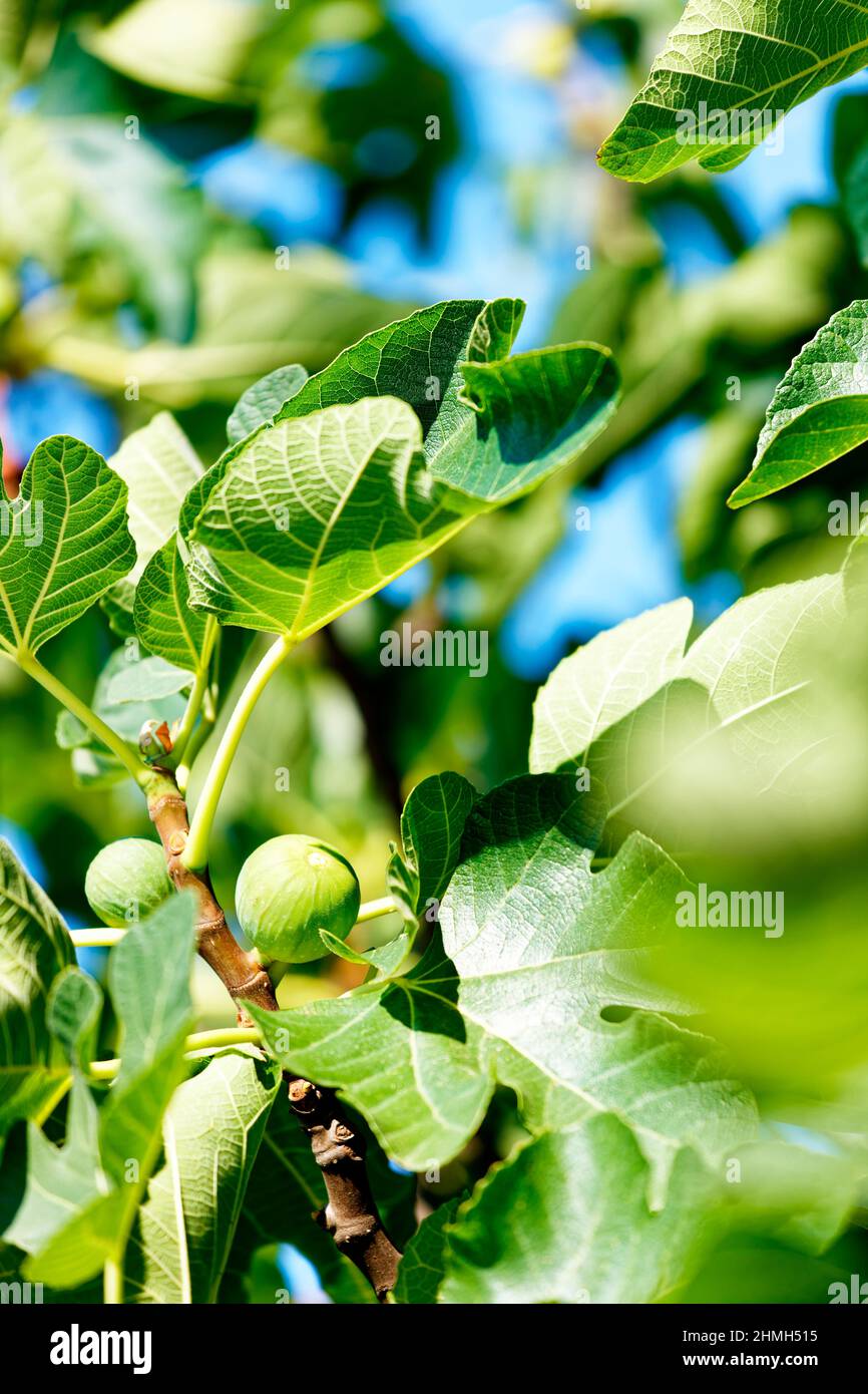 Figs grow on a fig tree Stock Photo - Alamy