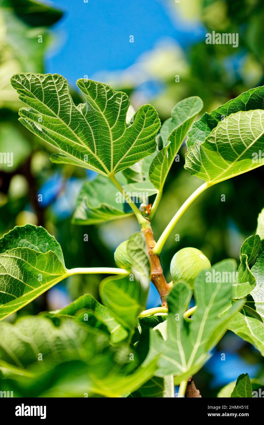 Figs grow on a fig tree Stock Photo - Alamy