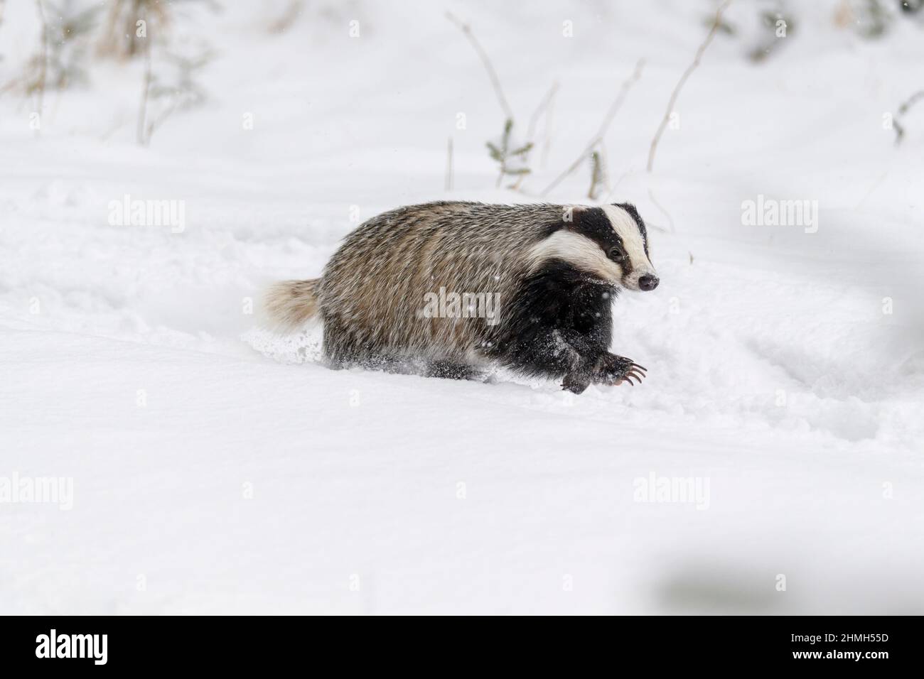 Meles meles of snow hi-res stock photography and images - Alamy