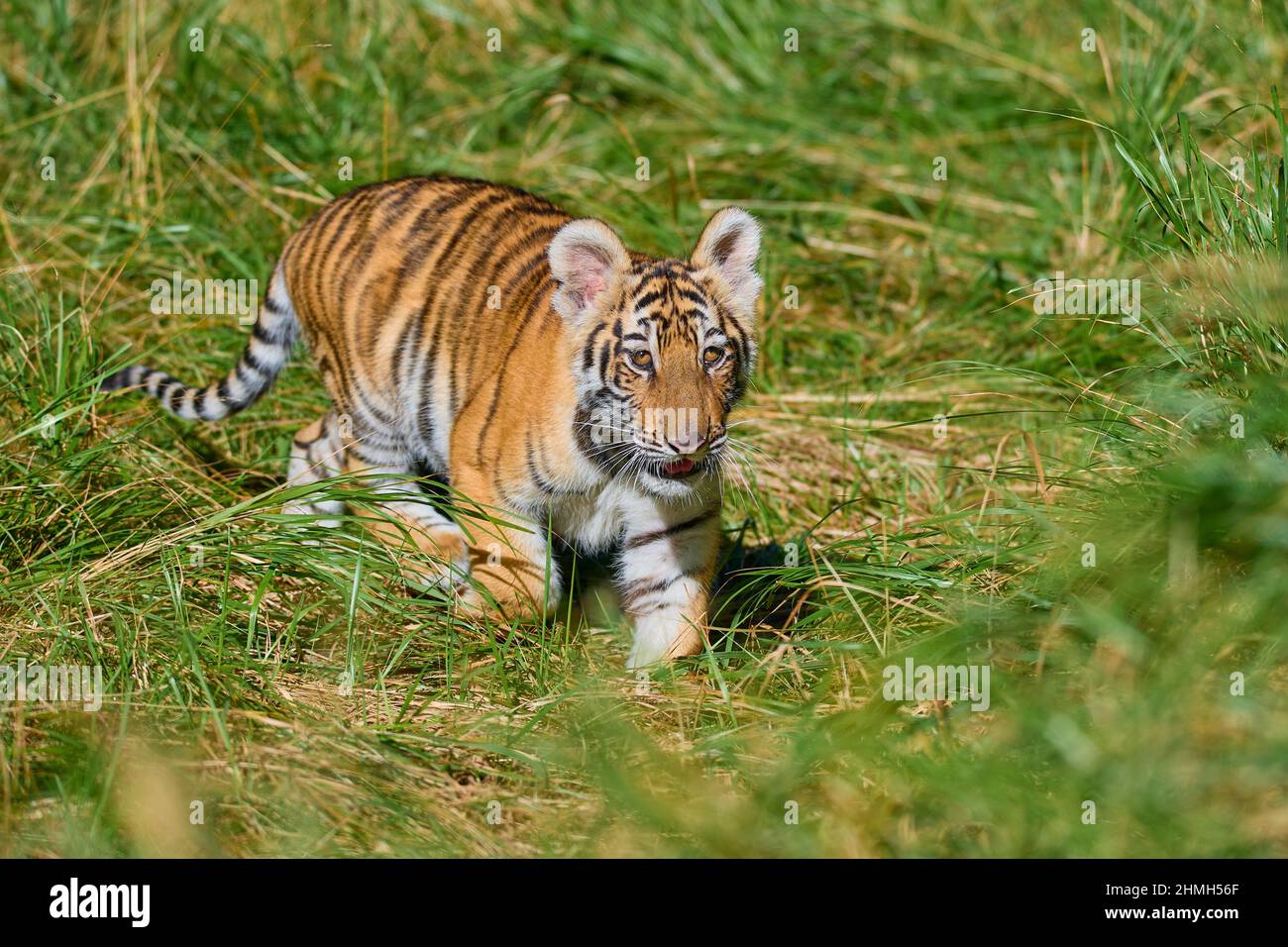 Siberian tiger, Panthera tigris altaica Stock Photo - Alamy