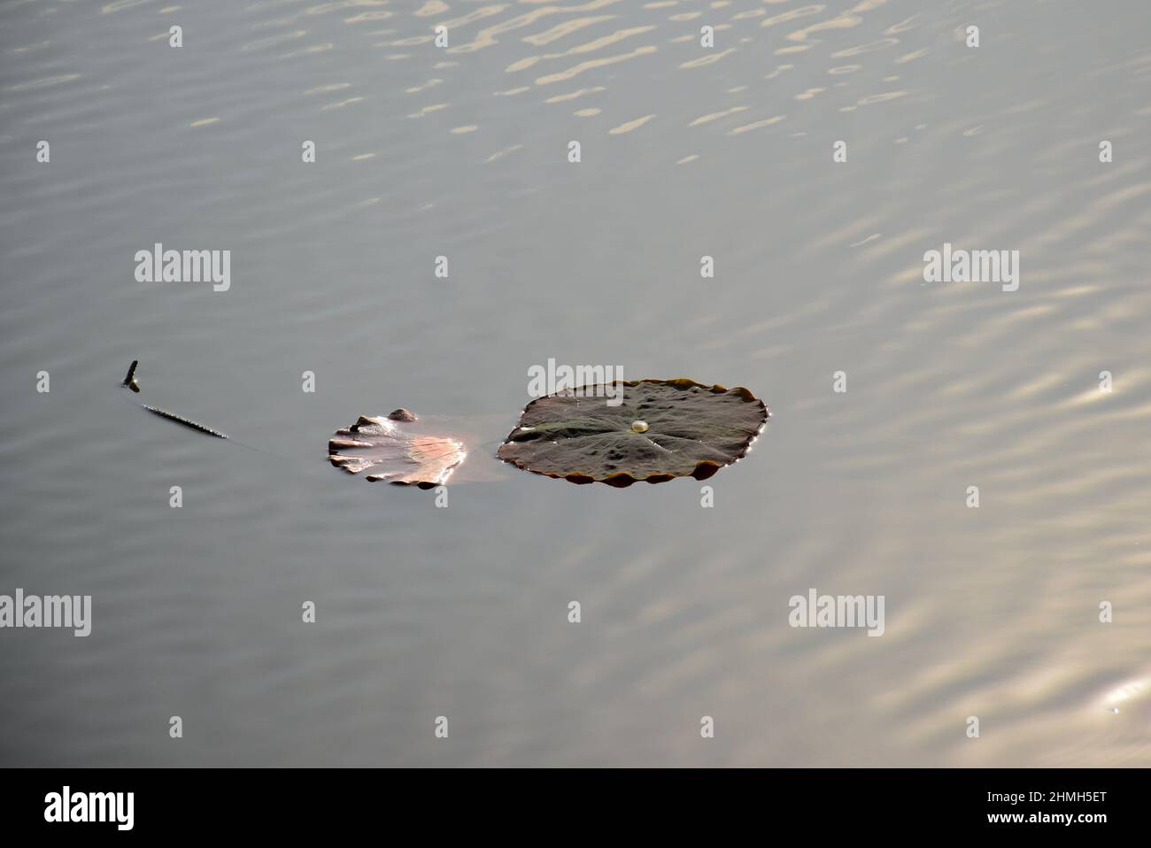 Lotus leaf floating at a pond Stock Photo - Alamy