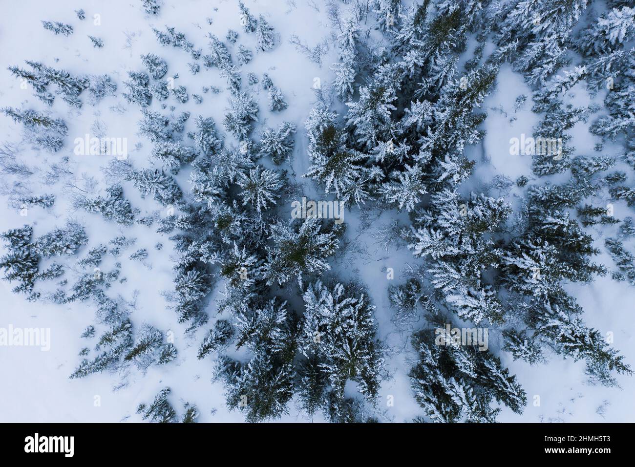 Birds eye view of snowy coniferous forest on senja island hi-res stock ...