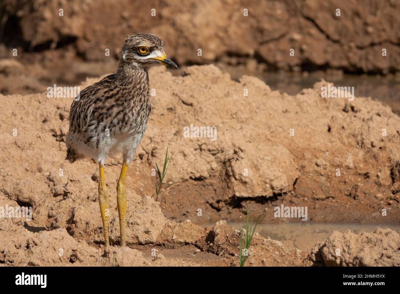 Standing spotted thick-knee (Burhinus capensis Stock Photo - Alamy