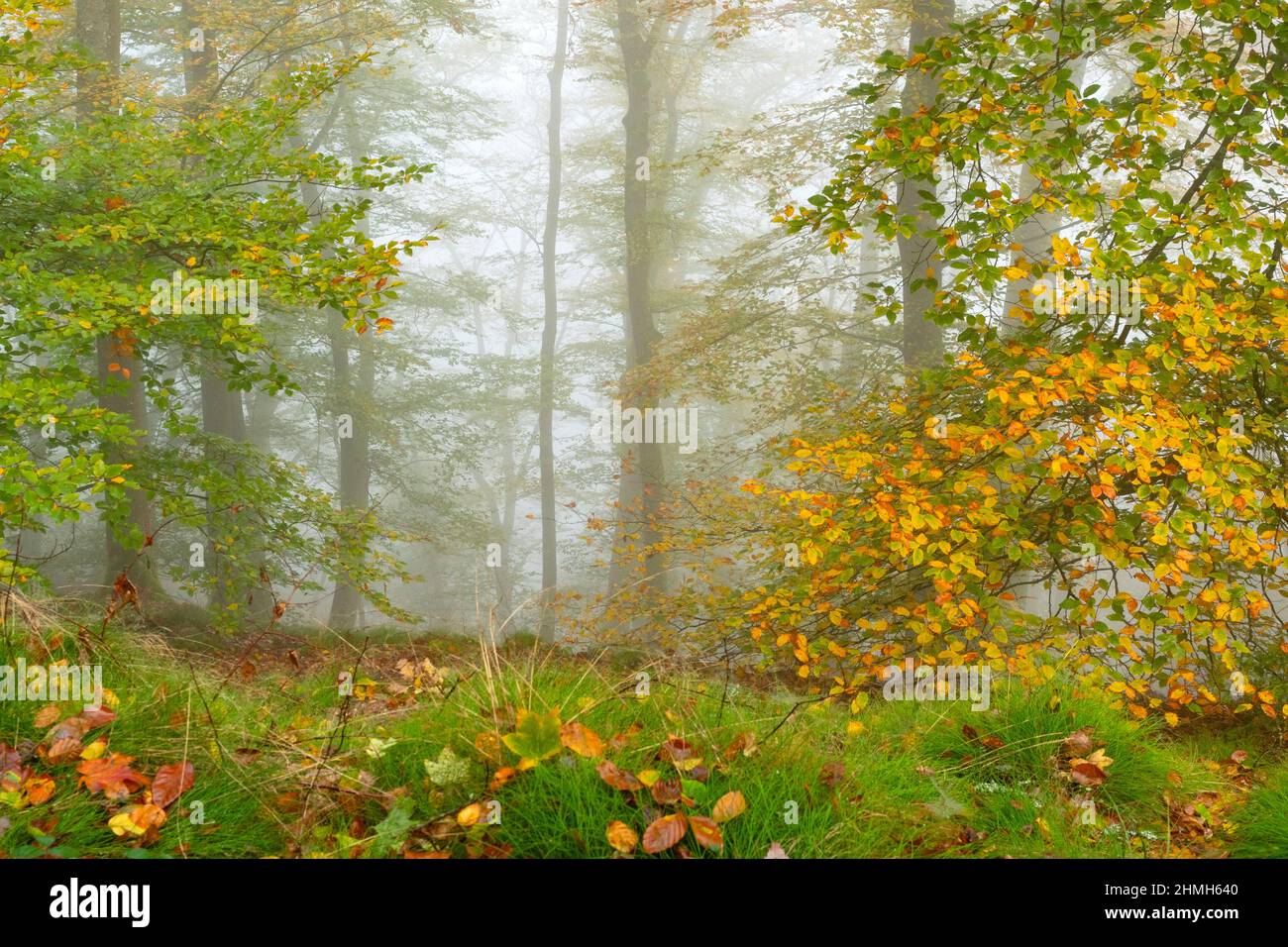 Montclair castle, germany hi-res stock photography and images - Alamy