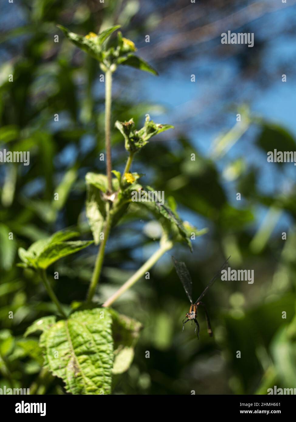Dragon-fly staring at the camera, with it's big eyes, while caught in a ...