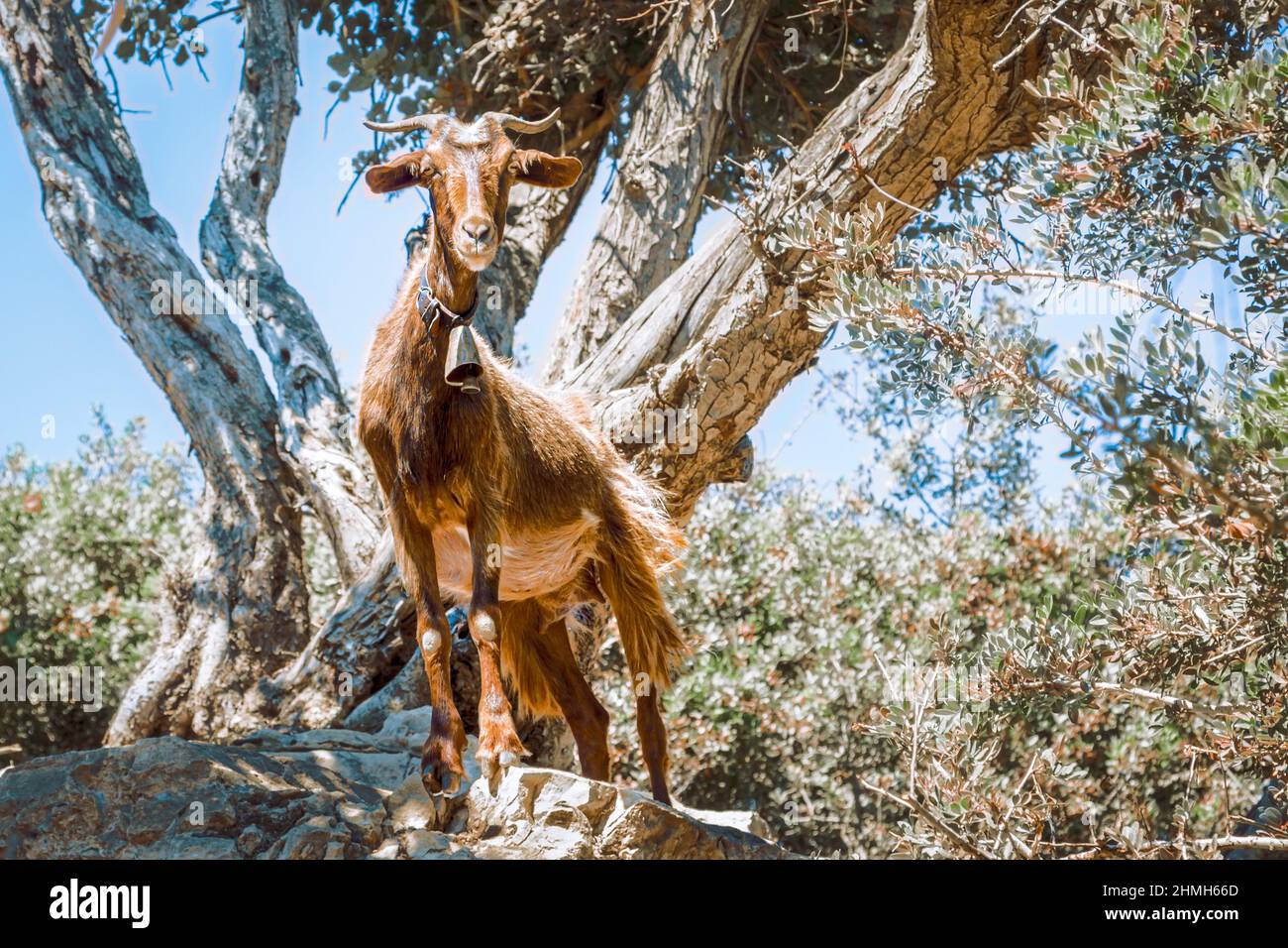 Goat grove hi-res stock photography and images - Alamy