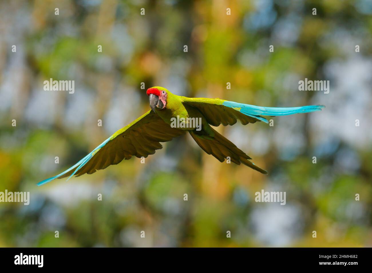 Ara ambigua, green parrot Great-Green Macaw on tree. Wild rare bird in ...