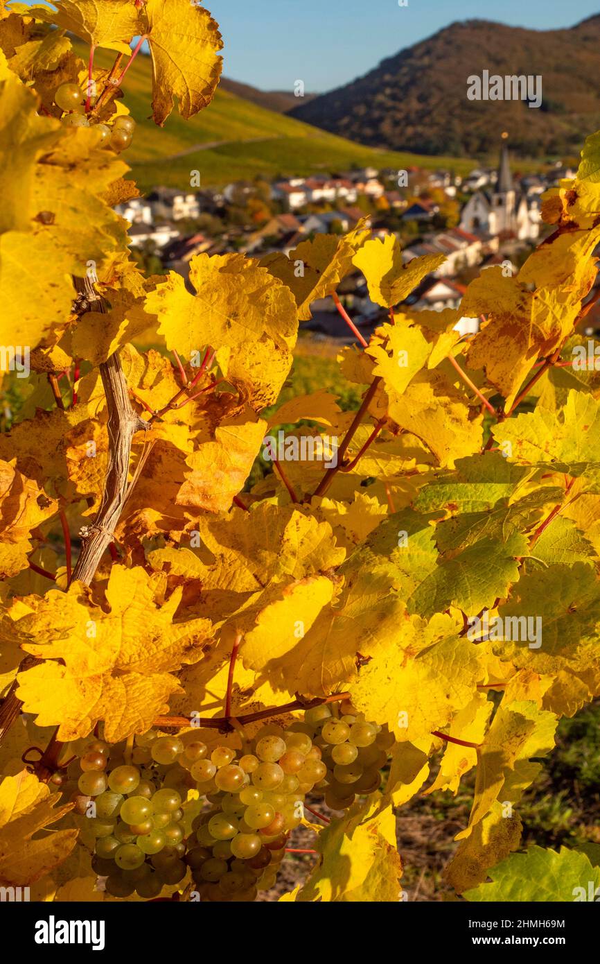 Ockfen wine village with ockfener bockstein vineyards hi-res stock ...