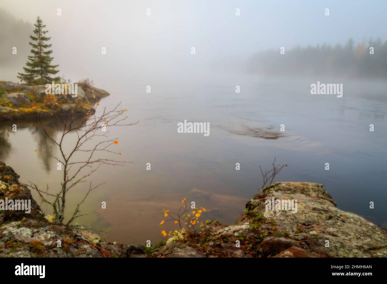Moss rocks trees hi-res stock photography and images - Alamy