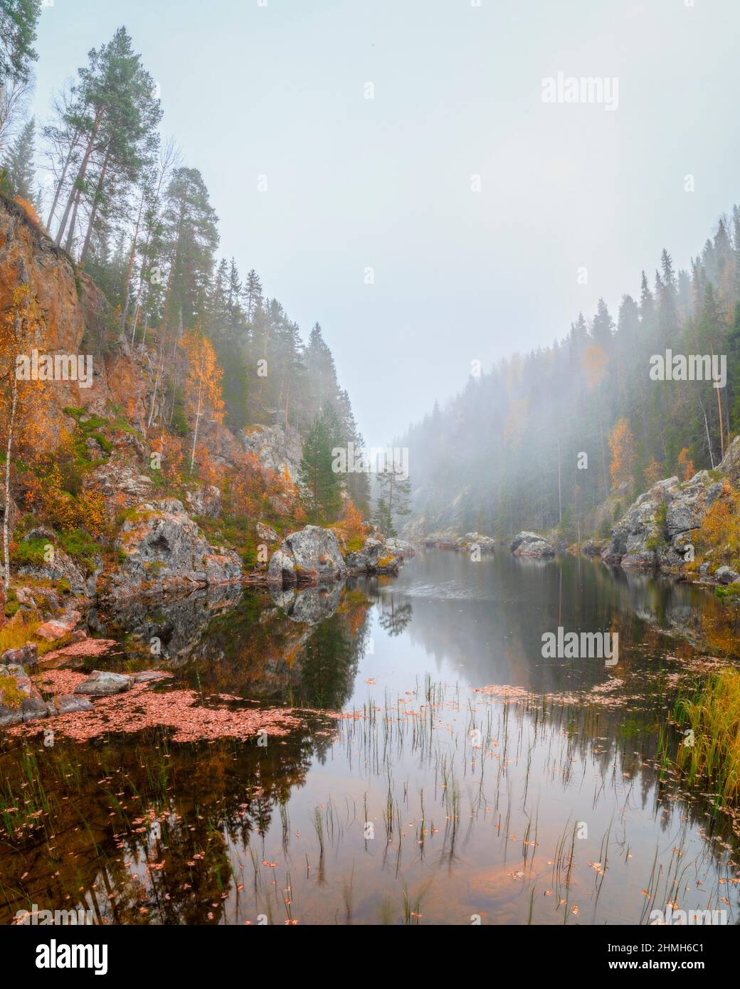 river with leaves in water, trees and fog Stock Photo - Alamy