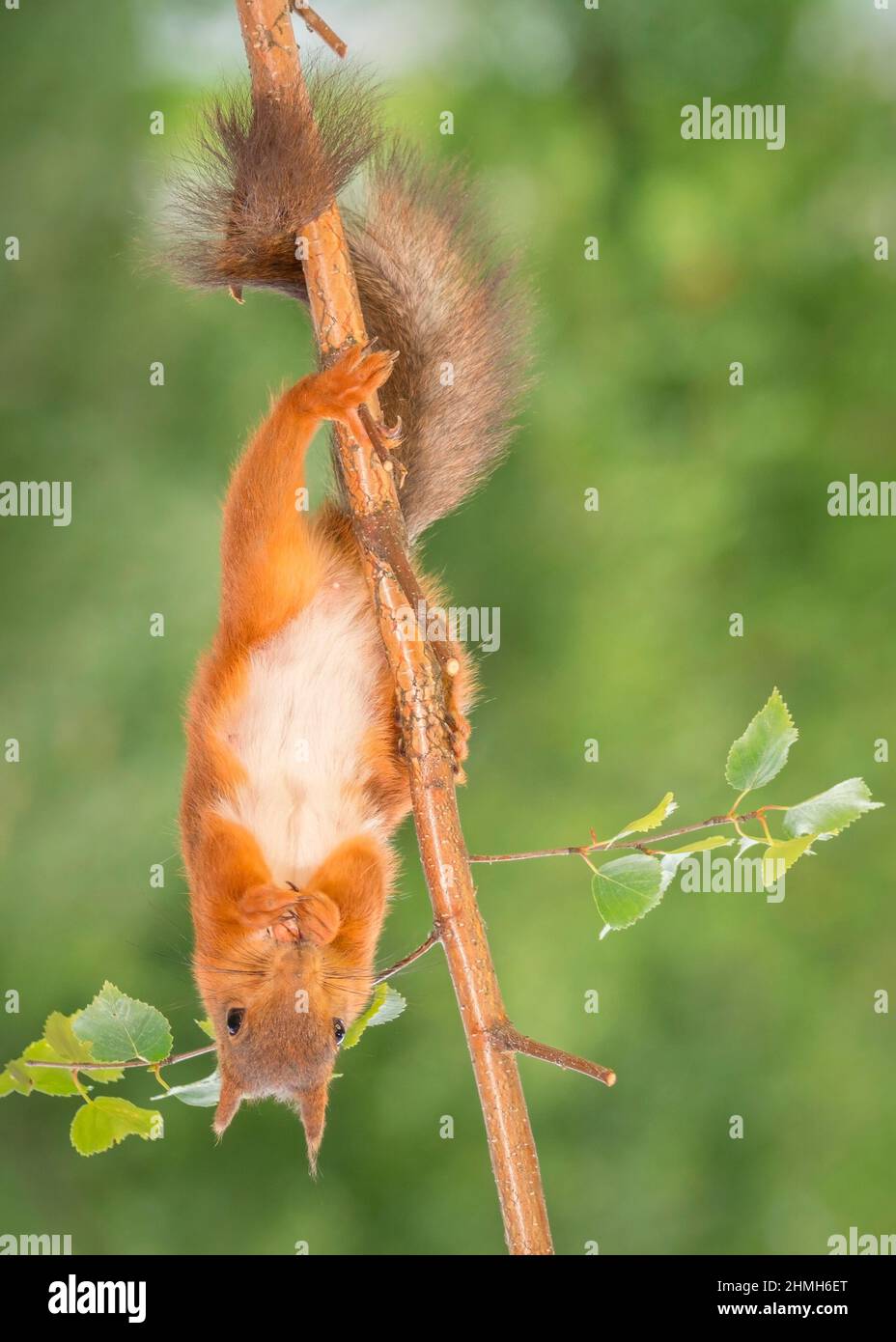 Hanging branch of a tree hi-res stock photography and images - Alamy
