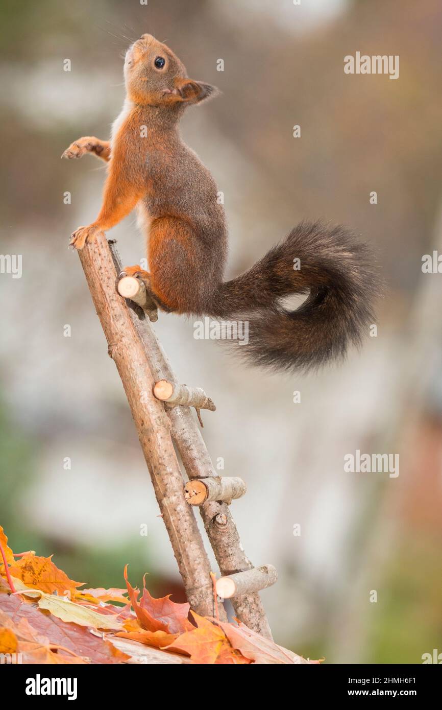 red squirrel standing on stairs Stock Photo - Alamy