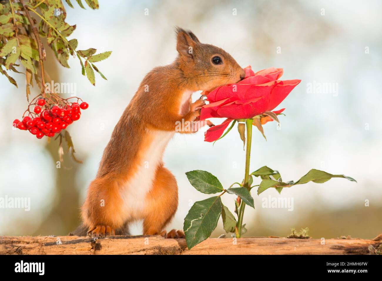 red squirrel standing smelling a rose Stock Photo - Alamy