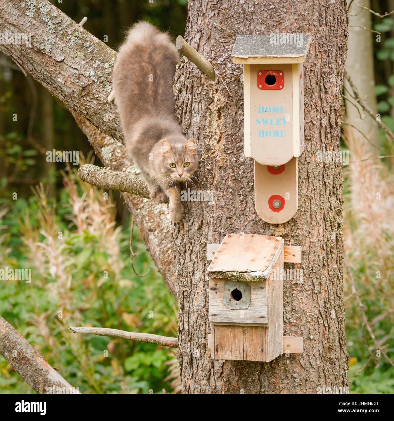 Cat in tree with bird houses hi-res stock photography and images - Alamy
