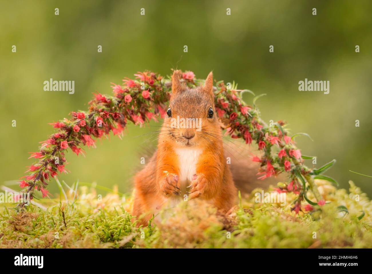 Female red squirrel standing under and in front a flower hi-res stock ...
