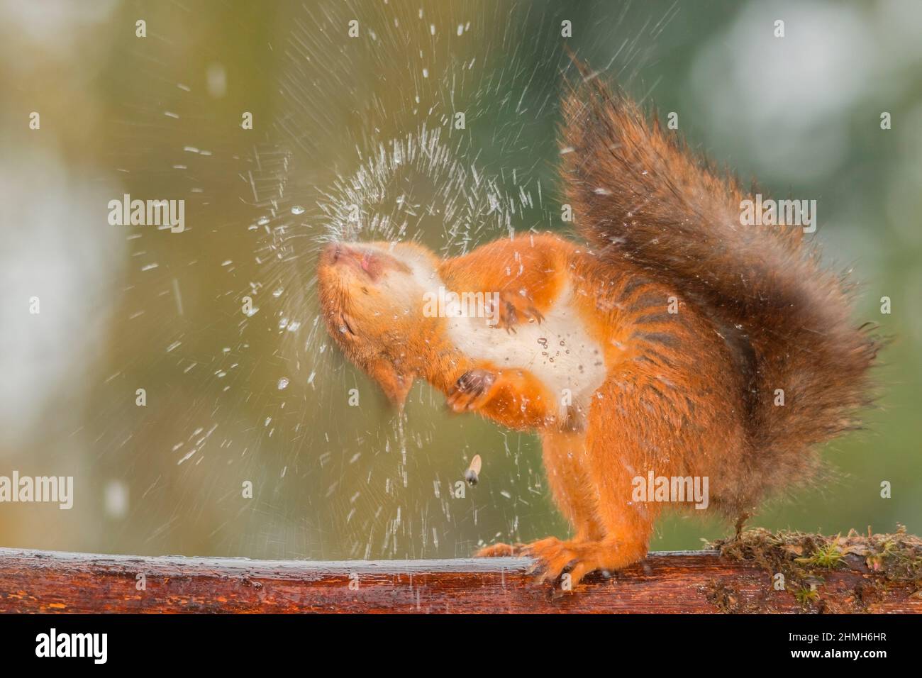 Red squirrel shaking out the water hi-res stock photography and images ...