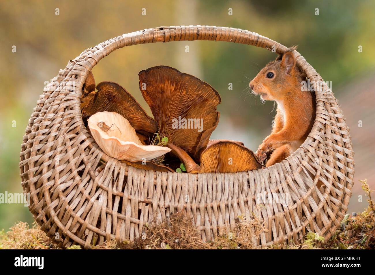 Mushrooms in a basket hi-res stock photography and images - Alamy