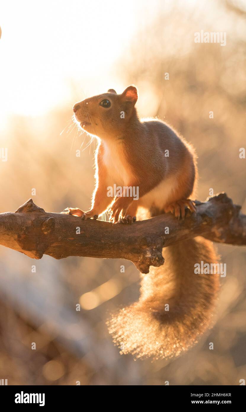 Red squirrel standing in the sun hi-res stock photography and images ...
