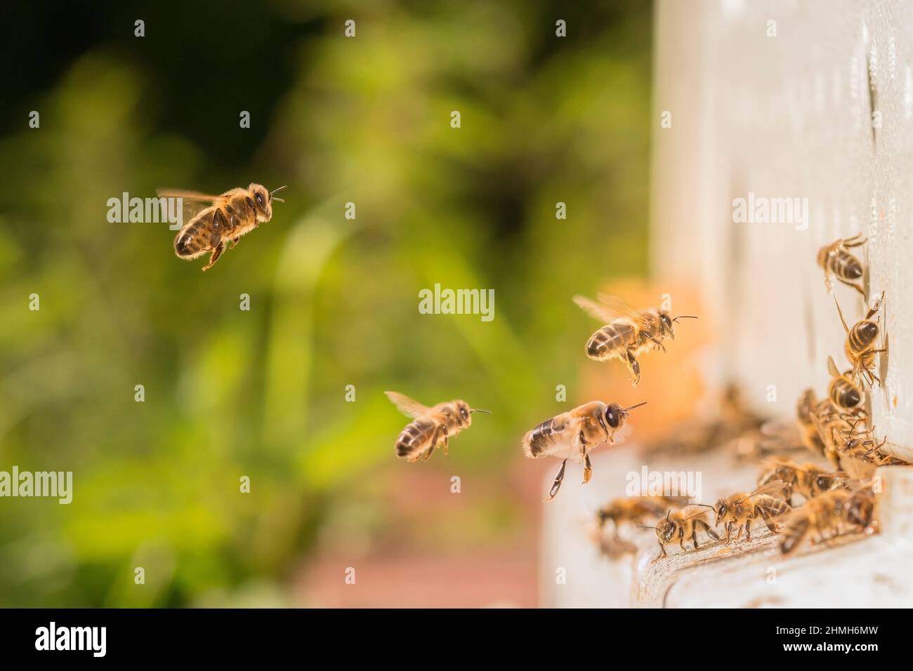 Bees flying towards bee hive hi-res stock photography and images - Alamy