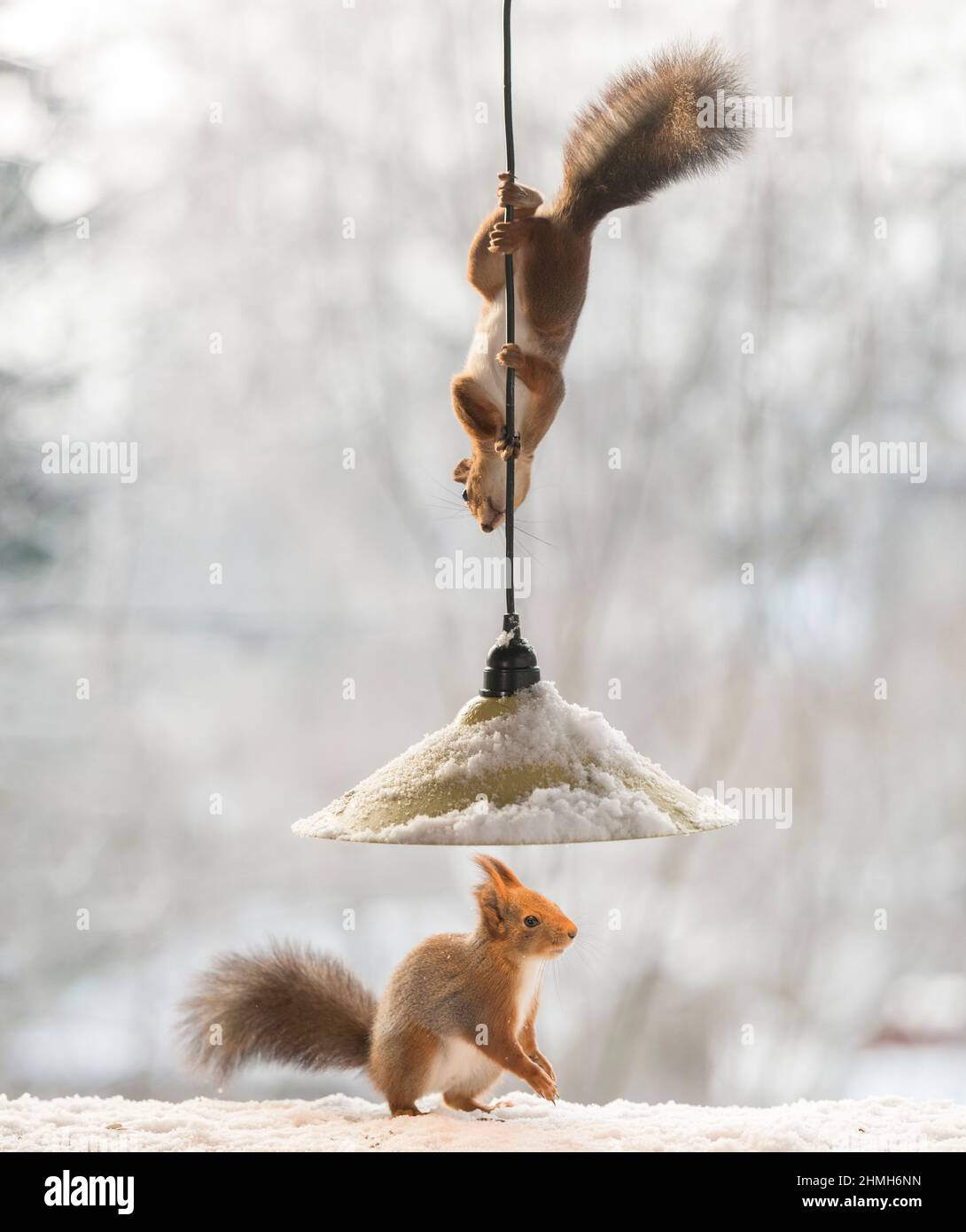 Oh Burn Squirrel Meme