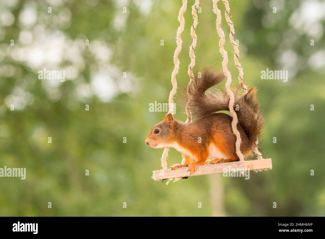 Squirrel on wire hi-res stock photography and images - Alamy
