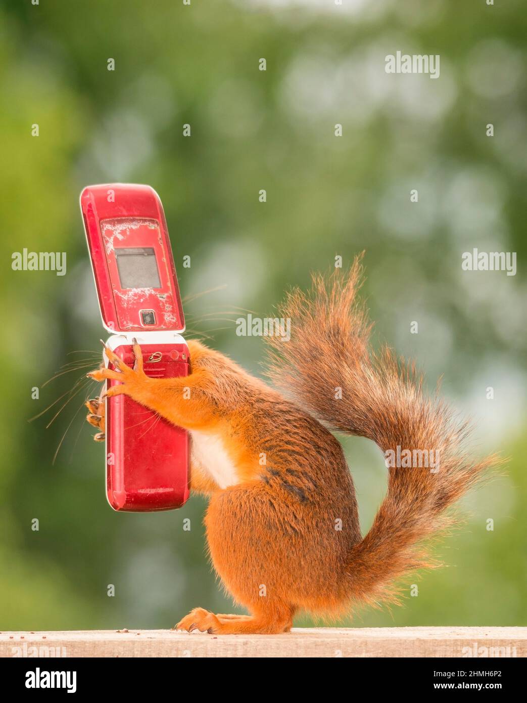 Squirrel telephone hi-res stock photography and images - Alamy