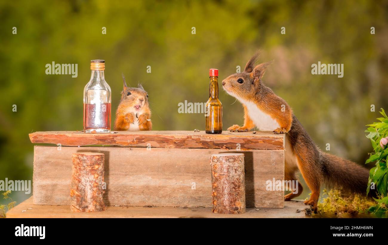 The squirrel pub hi-res stock photography and images - Alamy