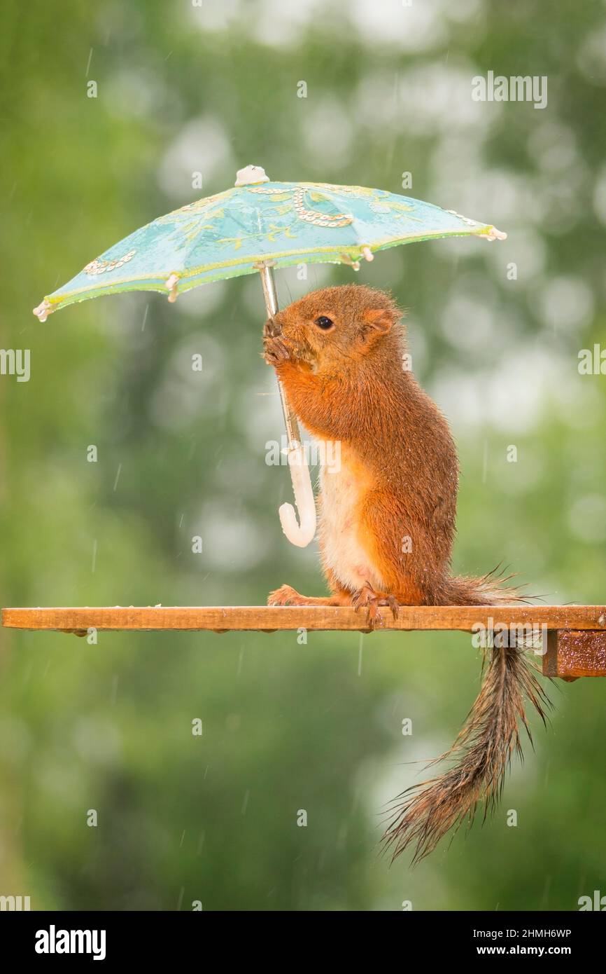 Rain on umbrella hi-res stock photography and images - Alamy