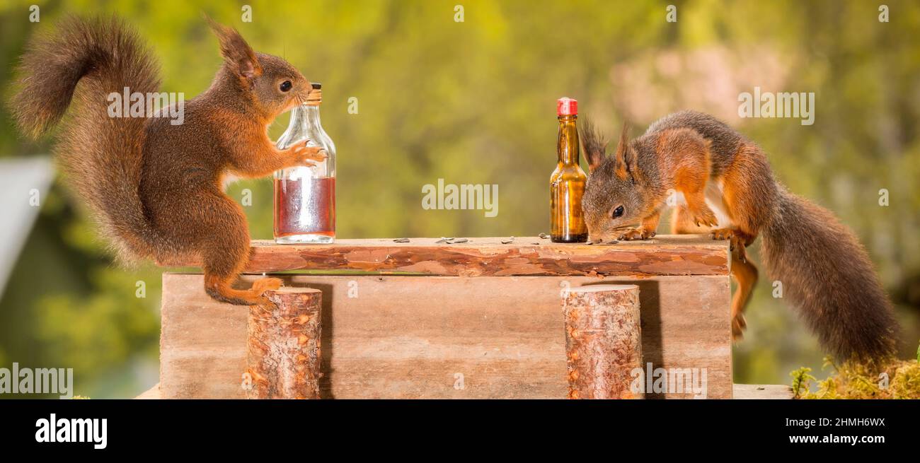 The squirrel pub hi-res stock photography and images - Alamy
