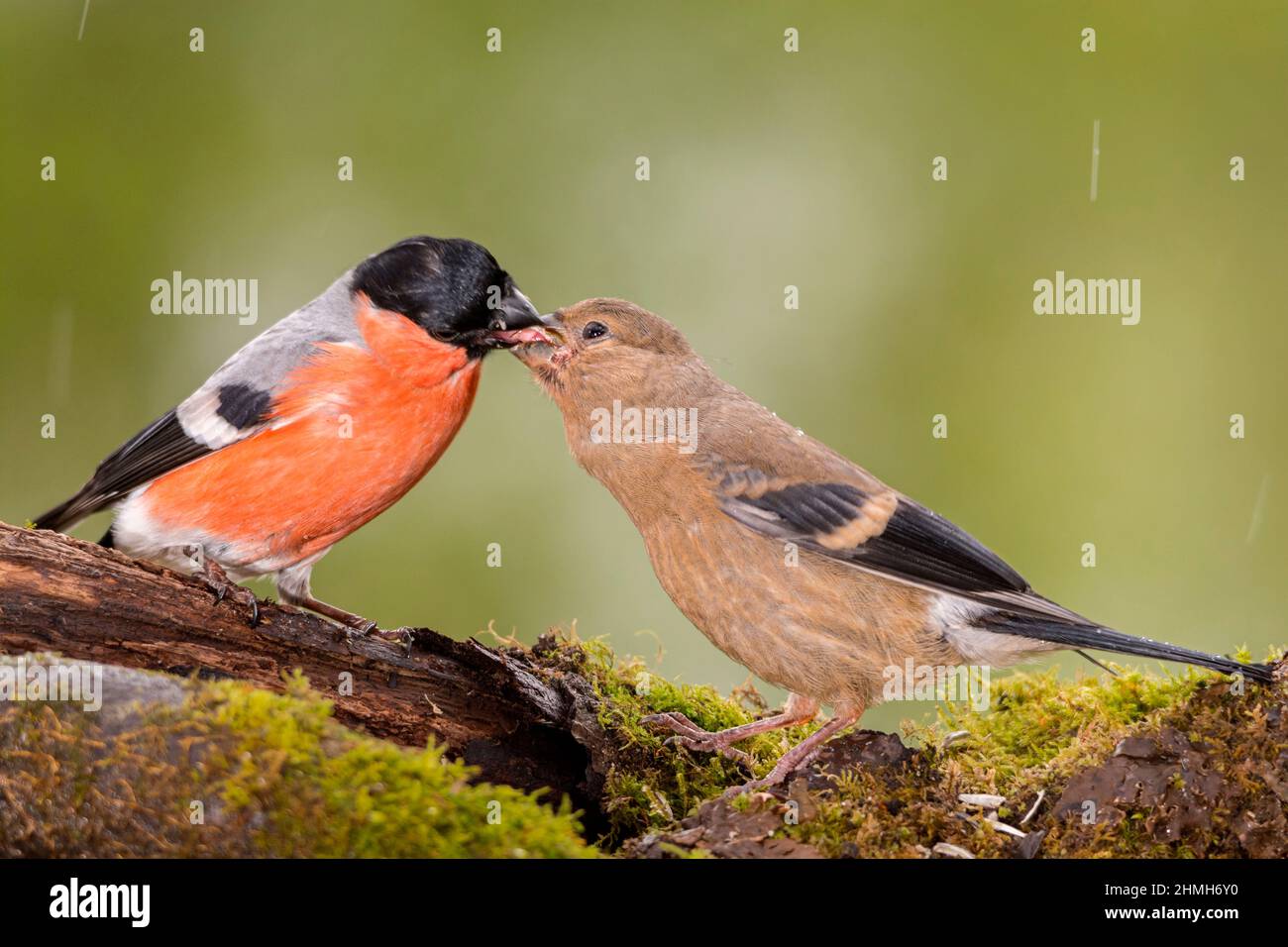 Bird Giving Food To Young Ones at Jaxon Cockerill blog