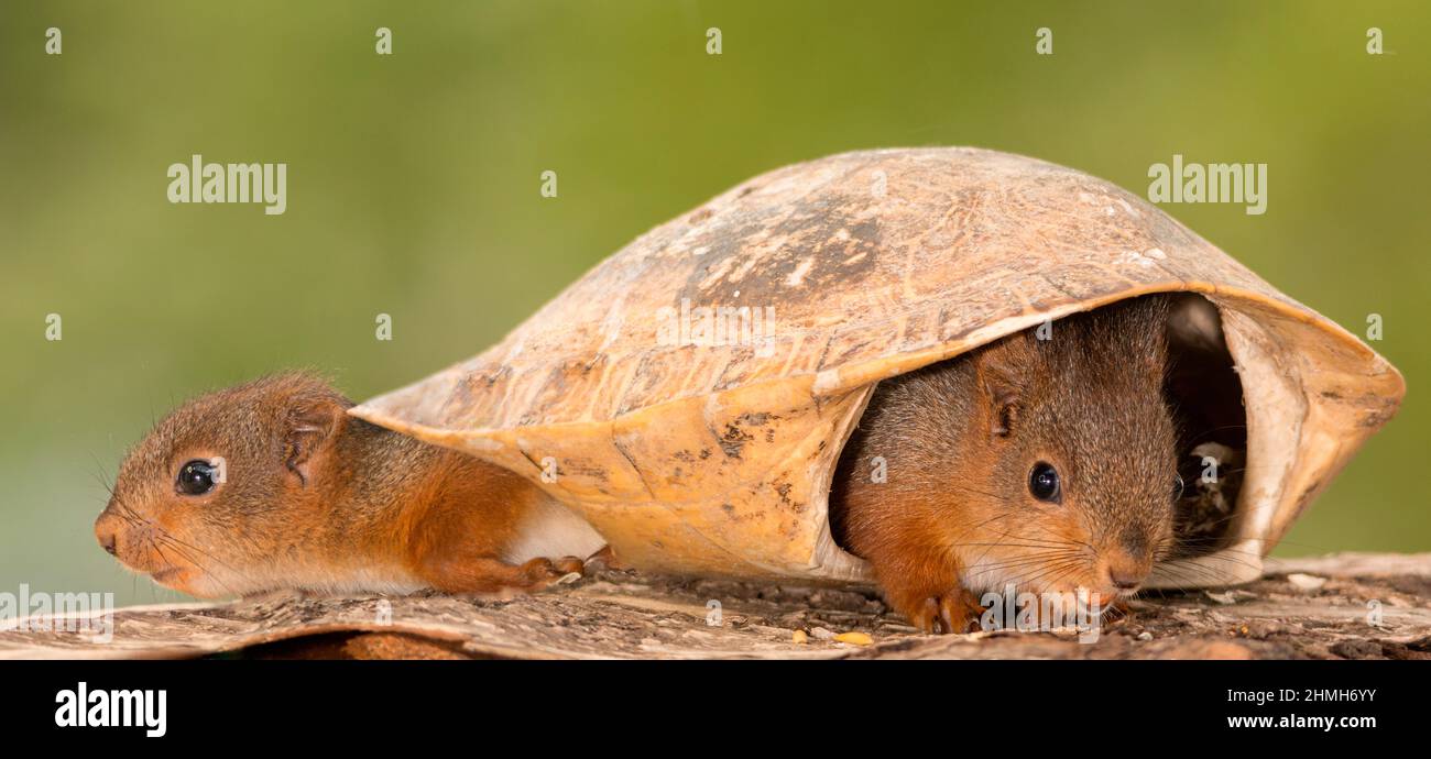 Turtle shell hi-res stock photography and images - Alamy