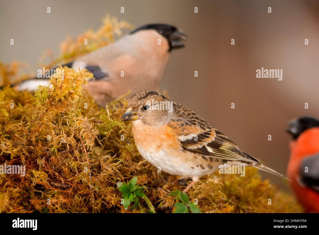 Female bullfinch bullfinches hi-res stock photography and images - Alamy