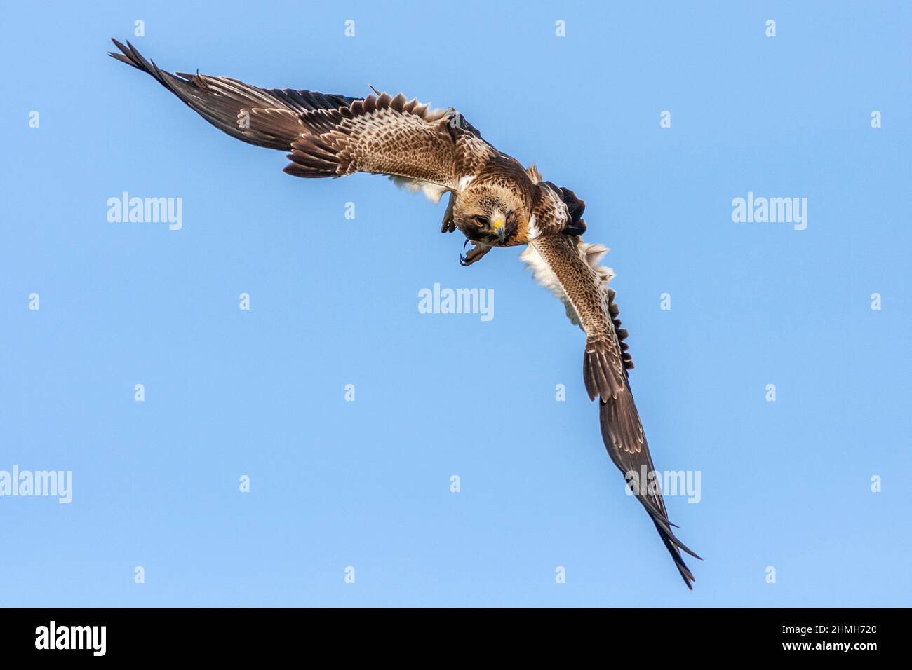 Booted eagle, Hieraaetus pennatus Stock Photo - Alamy