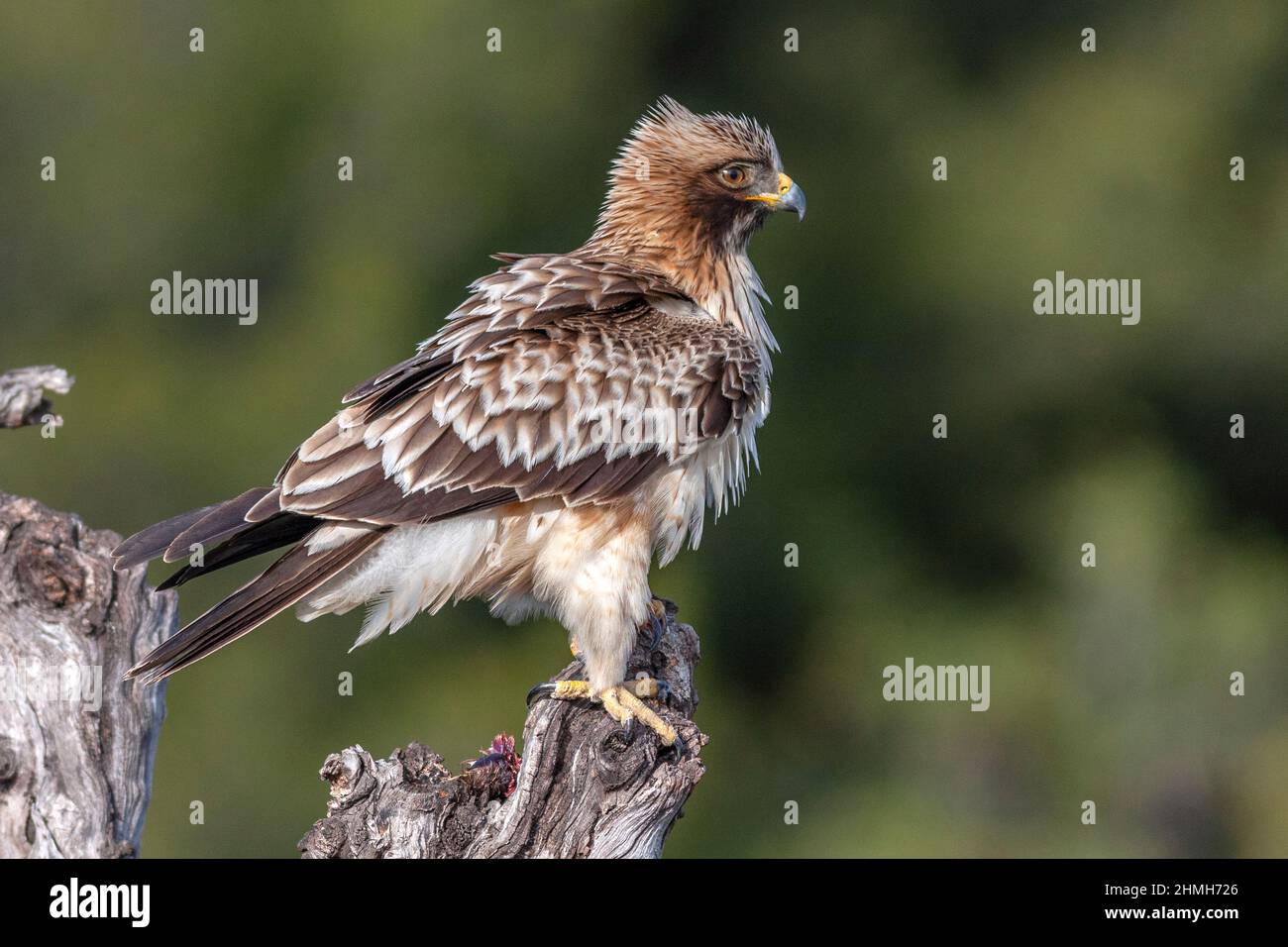 Hieraaetus pennatus hi-res stock photography and images - Alamy