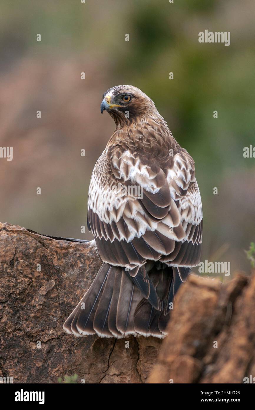 Booted eagle, Hieraaetus pennatus Stock Photo - Alamy