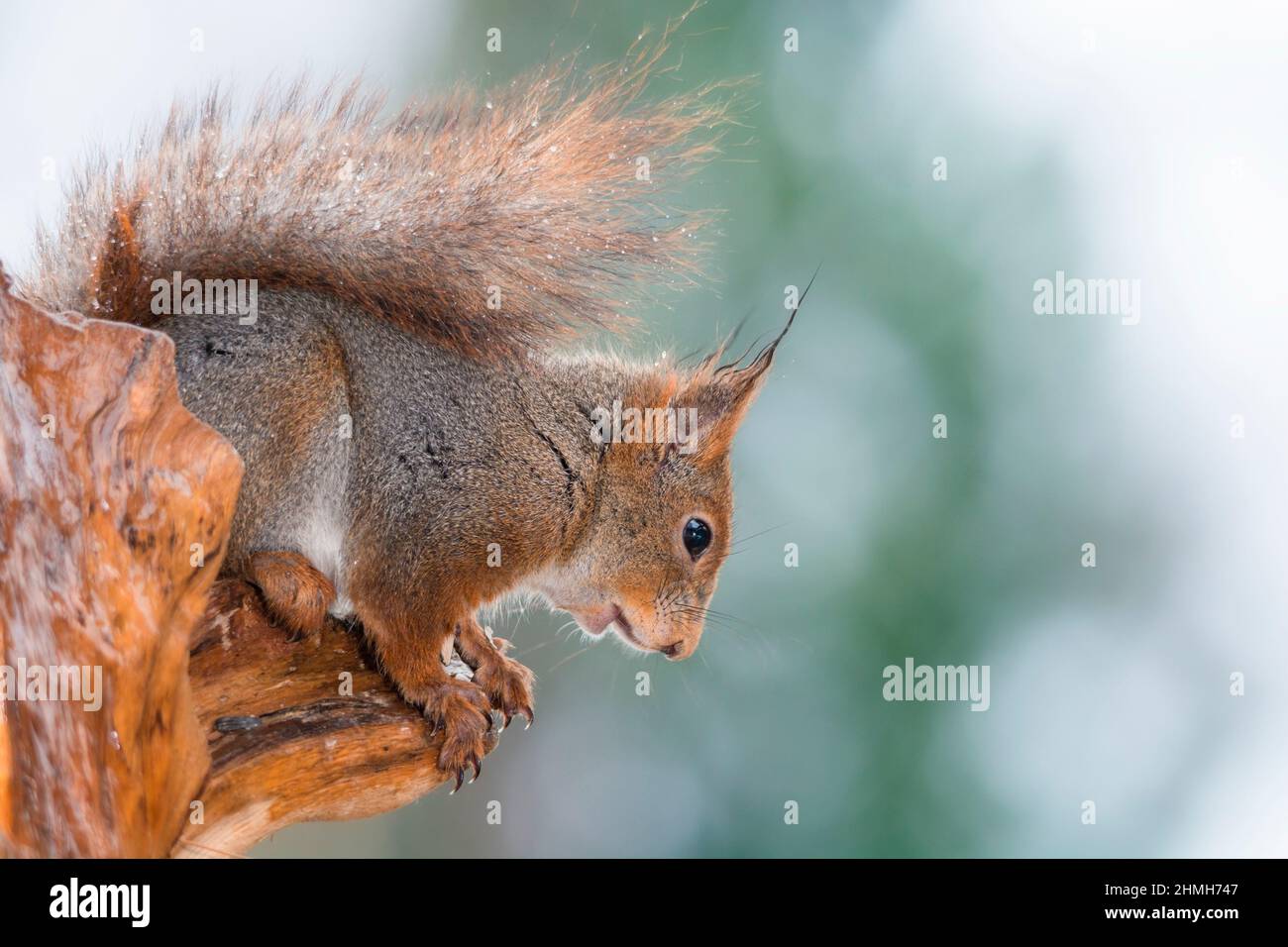 Red squirrel wet tree hi-res stock photography and images - Alamy