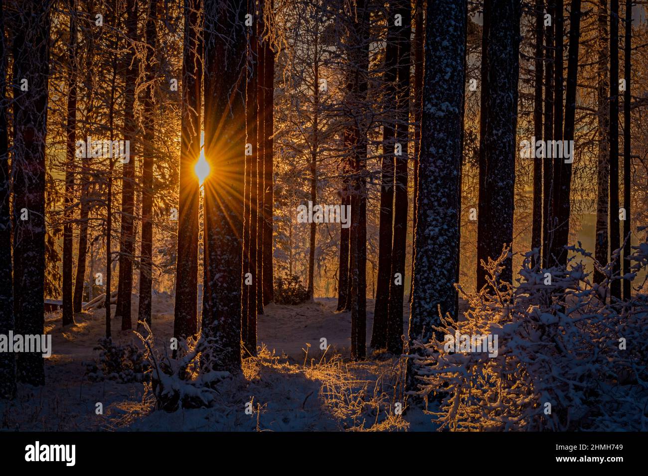 Winter sun through trees hi-res stock photography and images - Alamy