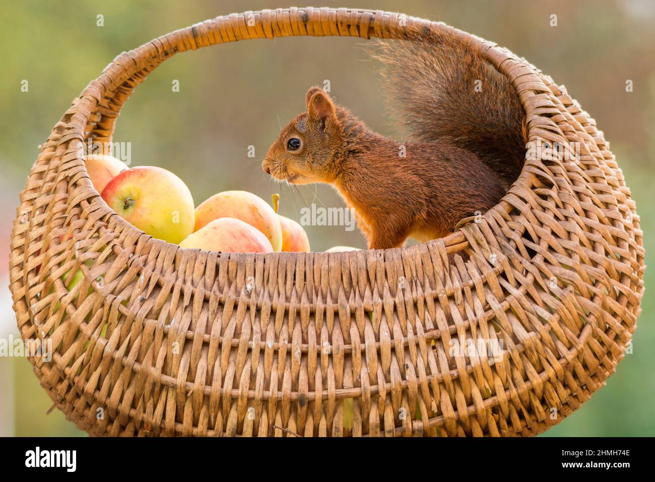 Red squirrel is standing with apple hi-res stock photography and images ...