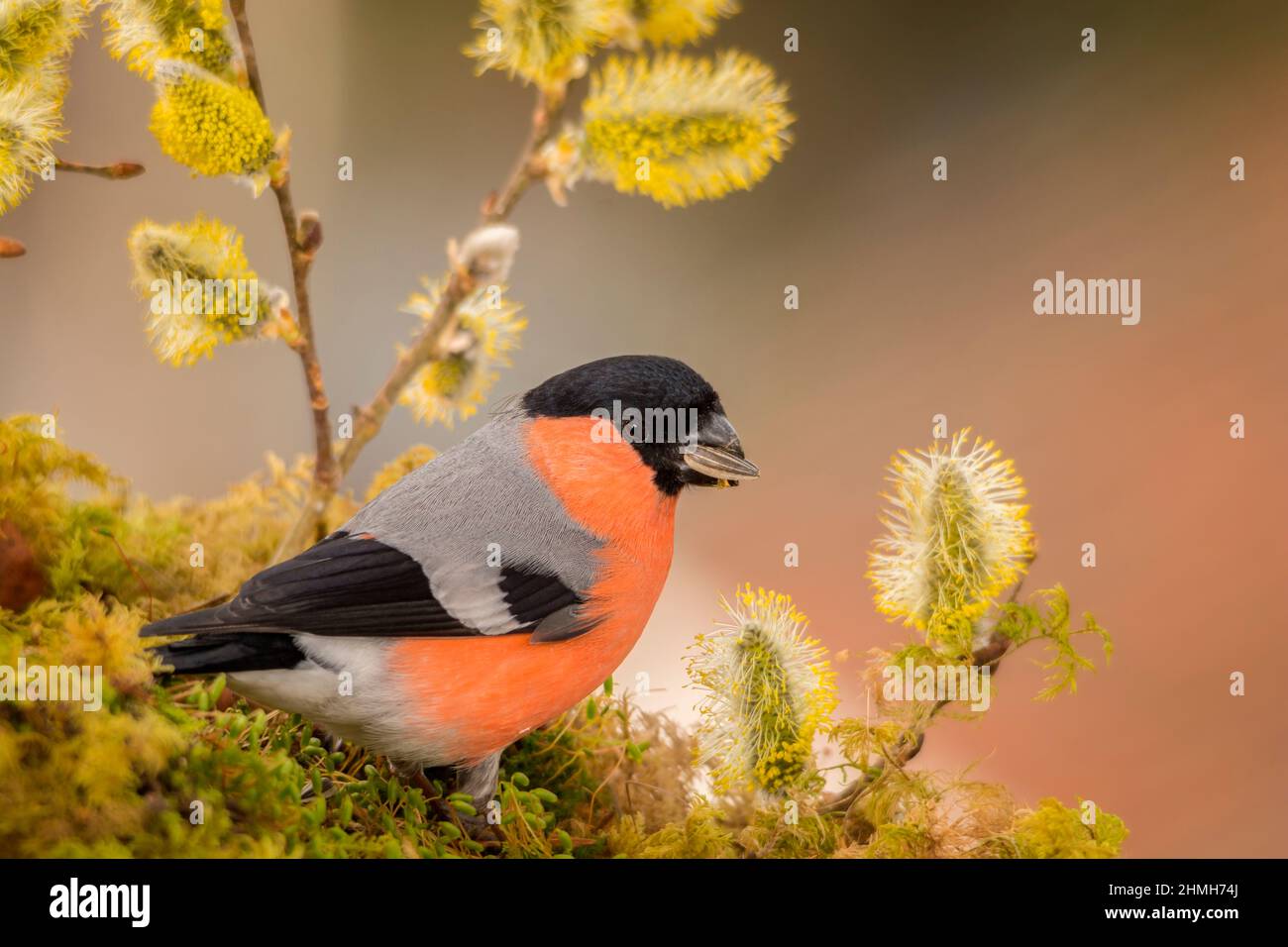 Male bulfinch hi-res stock photography and images - Alamy